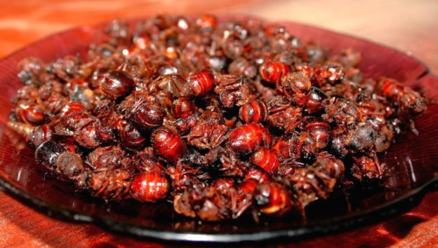 ≡ ¿Te atreves? Las 10 comidas más extrañas de América Latina Brain Berries