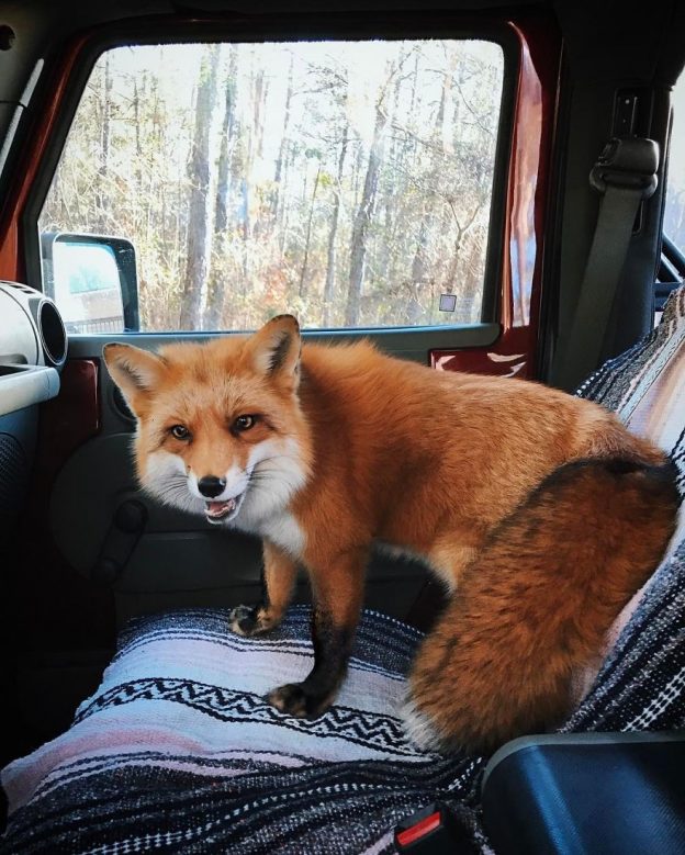 ≡ Meet Juniper, The Cutest Fox In The Whole World Brain Berries