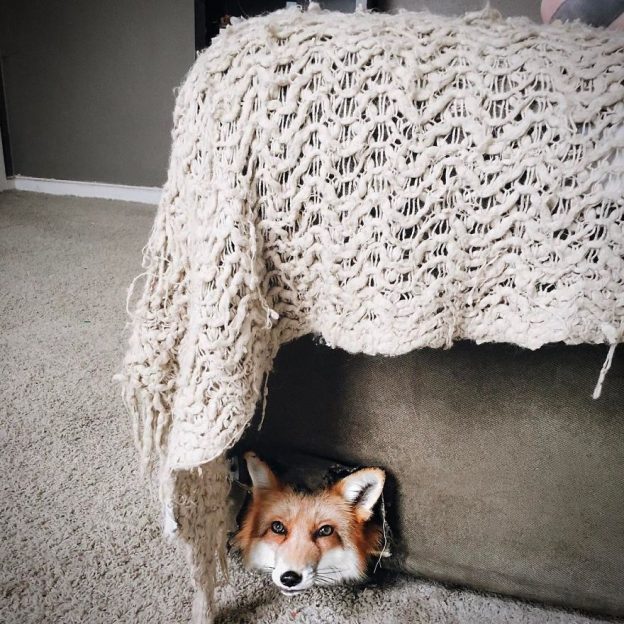 ≡ Meet Juniper, The Cutest Fox In The Whole World Brain Berries