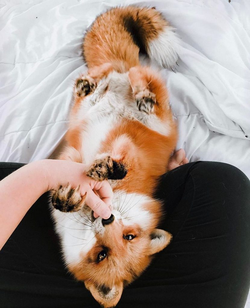 ≡ Meet Juniper, The Cutest Fox In The Whole World Brain Berries