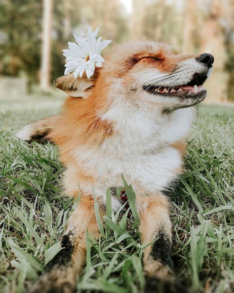 ≡ Meet Juniper, The Cutest Fox In The Whole World Brain Berries