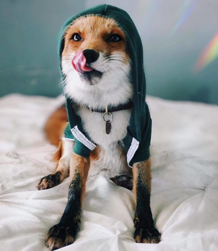 ≡ Meet Juniper, The Cutest Fox In The Whole World Brain Berries