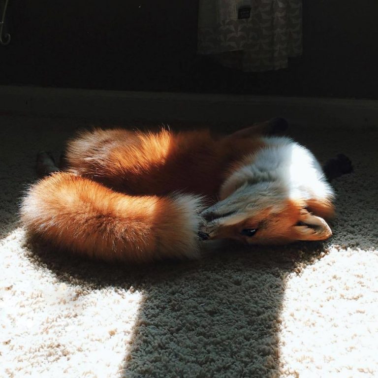 ≡ Meet Juniper, The Cutest Fox In The Whole World Brain Berries