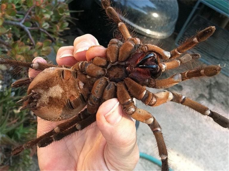 Top 9 Scary-Looking Animals That Are Actually Harmless