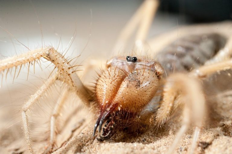 Top 9 Scary-Looking Animals That Are Actually Harmless