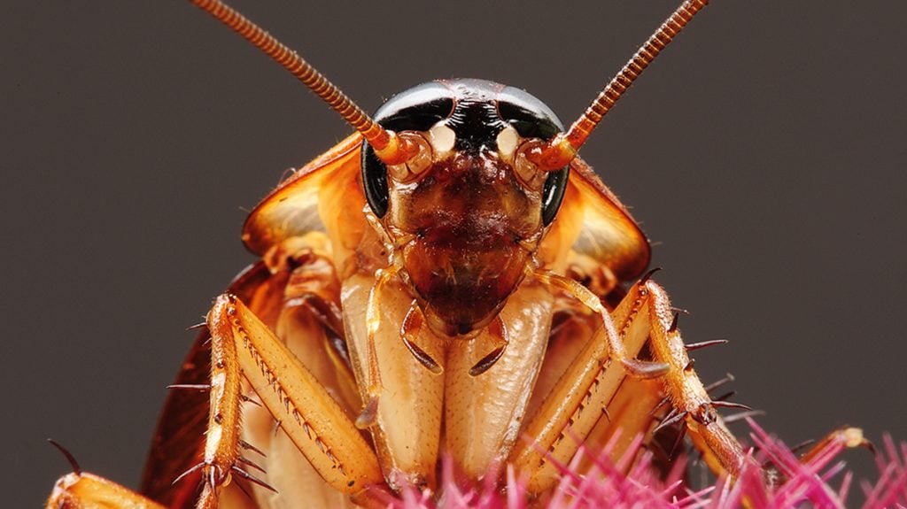 7 Smartest Insects in the World
