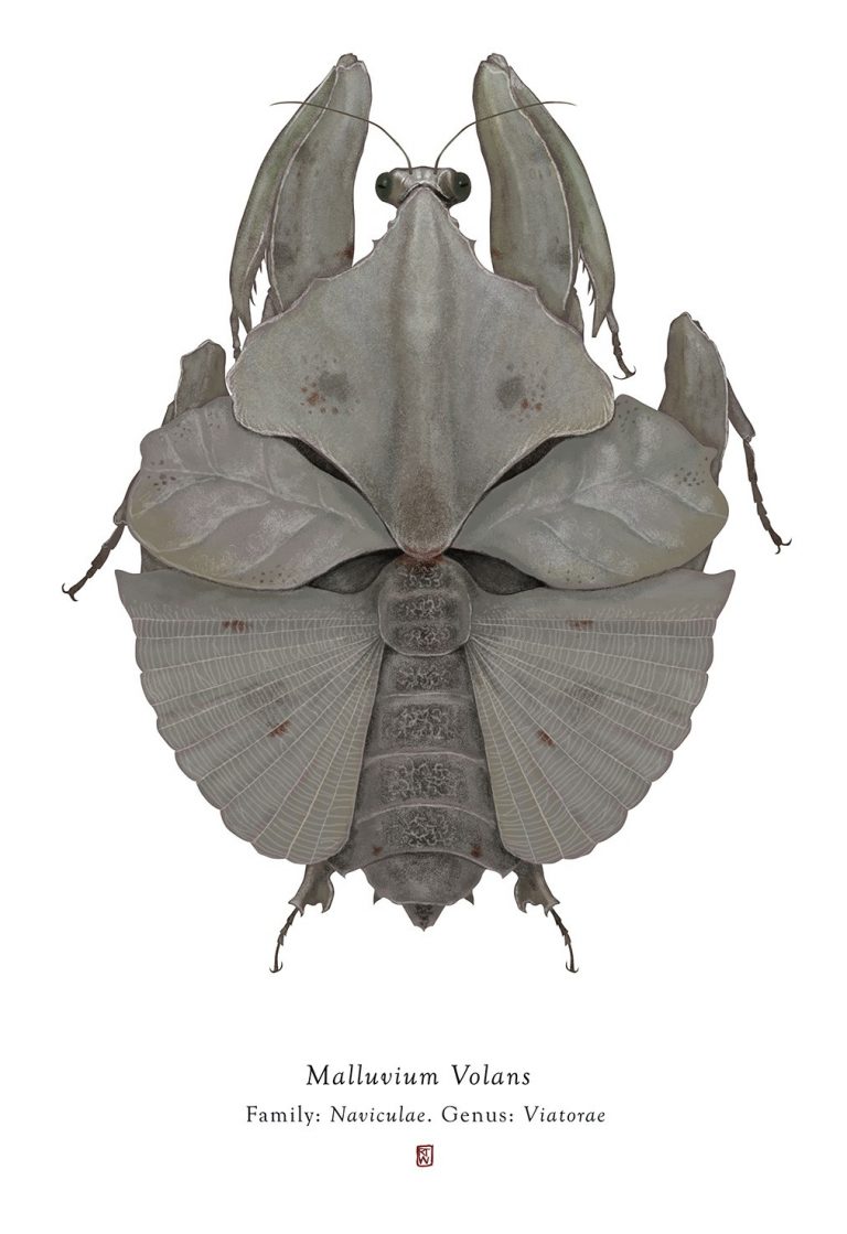 Characters From Star Wars Imagined As Bugs