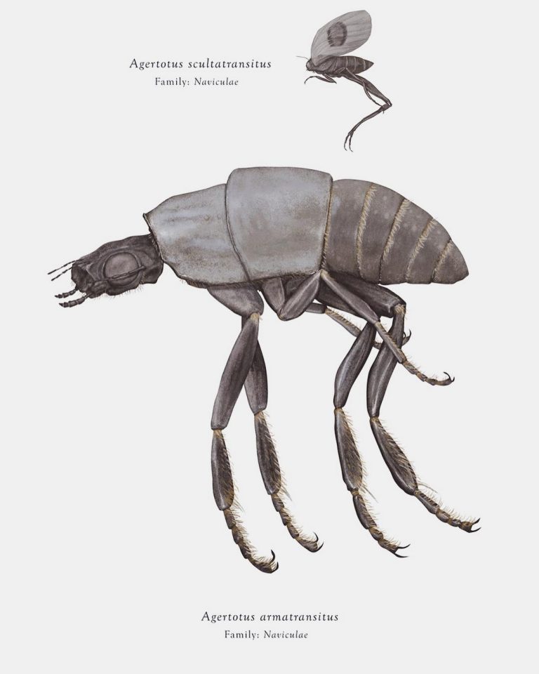 Characters From Star Wars Imagined As Bugs