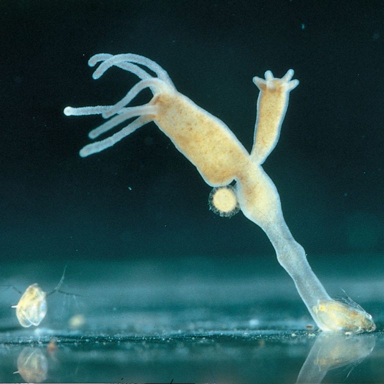 8 Virtually Immortal Animals