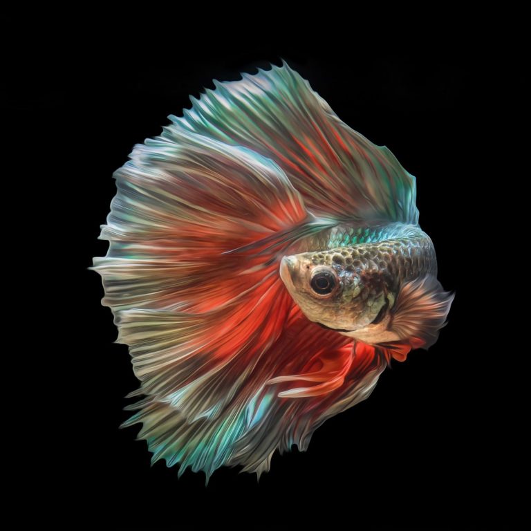 ≡ The Most Stupefying Photos of Fish You'll Ever See Brain Berries