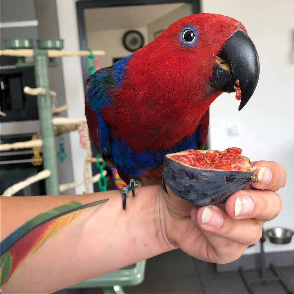 ≡ 8 Instagram Accounts That Will Make You Fall In Love With Birds Brain ...