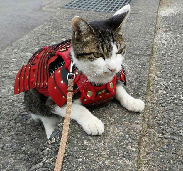 Samurai Armor For Your Cats And Dogs Are An Actual Thing! (15 Pics)