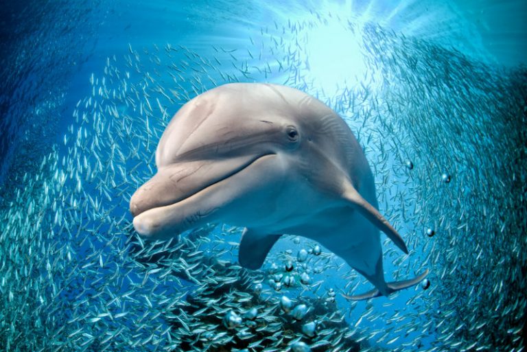 6 Amazing Facts About Dolphin Intelligence