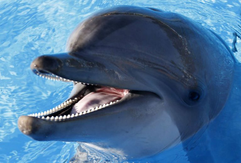 6 Amazing Facts About Dolphin Intelligence
