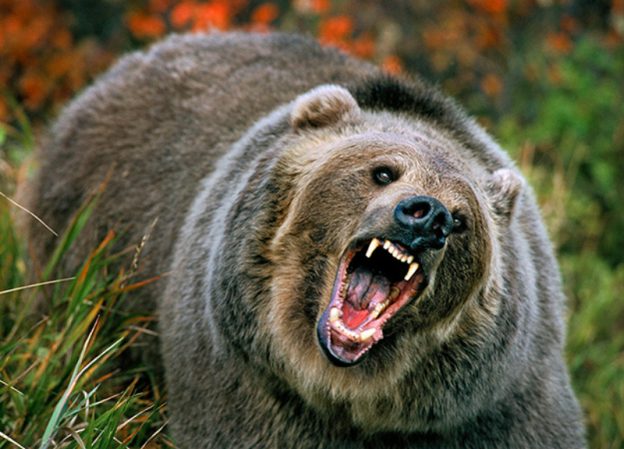 ≡ Top 20 Strongest Animal Bites in the World Brain Berries