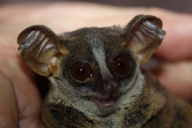 9 Cutest Animals With Gigantic Ears