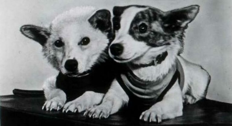 ≡ 10 World Famous Animals You Need to Know About Brain Berries