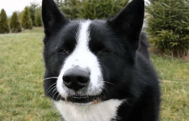 ≡ 10 Unique Dog Breeds From Around the World Brain Berries