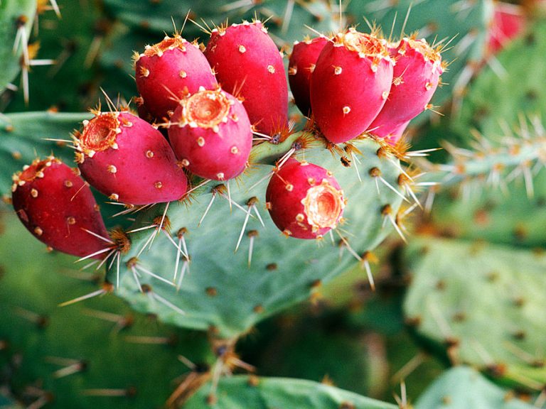 ≡ 12 Most Unusual Edible Crops in the World Brain Berries