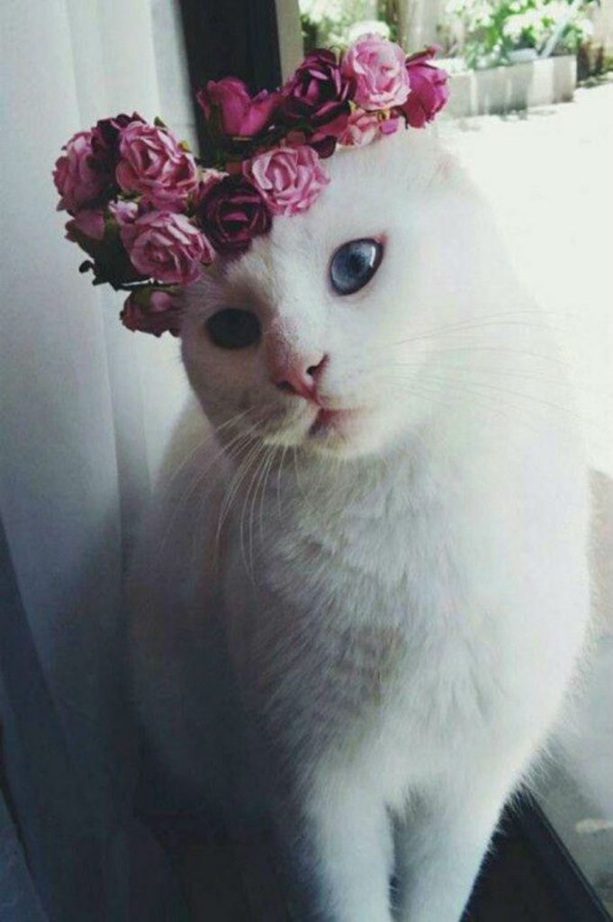 Самые гламурные котики в Сети. Они просто бесподобны!