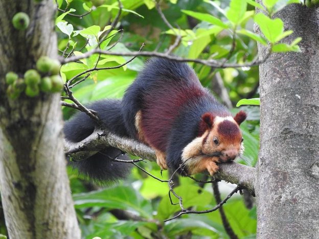 ≡ This Giant-tailed Squirrel has Gone Viral Brain Berries