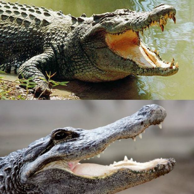 10 Pairs of Commonly Confused Animals