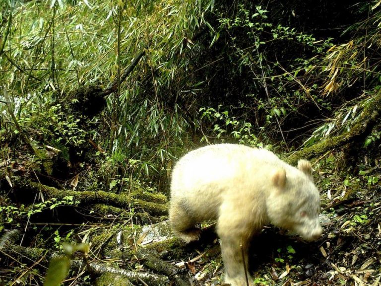 ≡ 10 Amazingly Cute Albino Animals Brain Berries