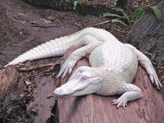 ≡ 10 Amazingly Cute Albino Animals Brain Berries