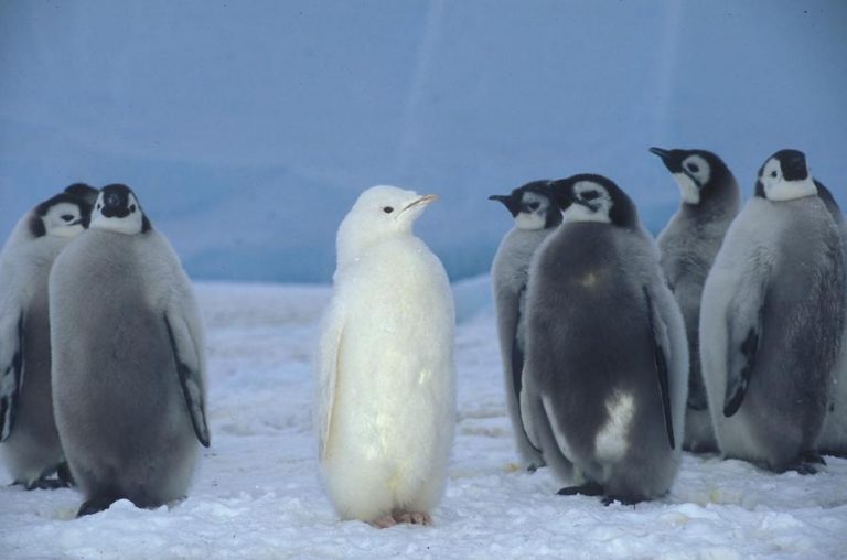 ≡ 10 Amazingly Cute Albino Animals Brain Berries