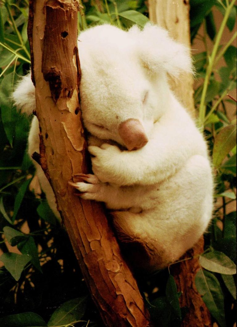 ≡ 10 Amazingly Cute Albino Animals Brain Berries