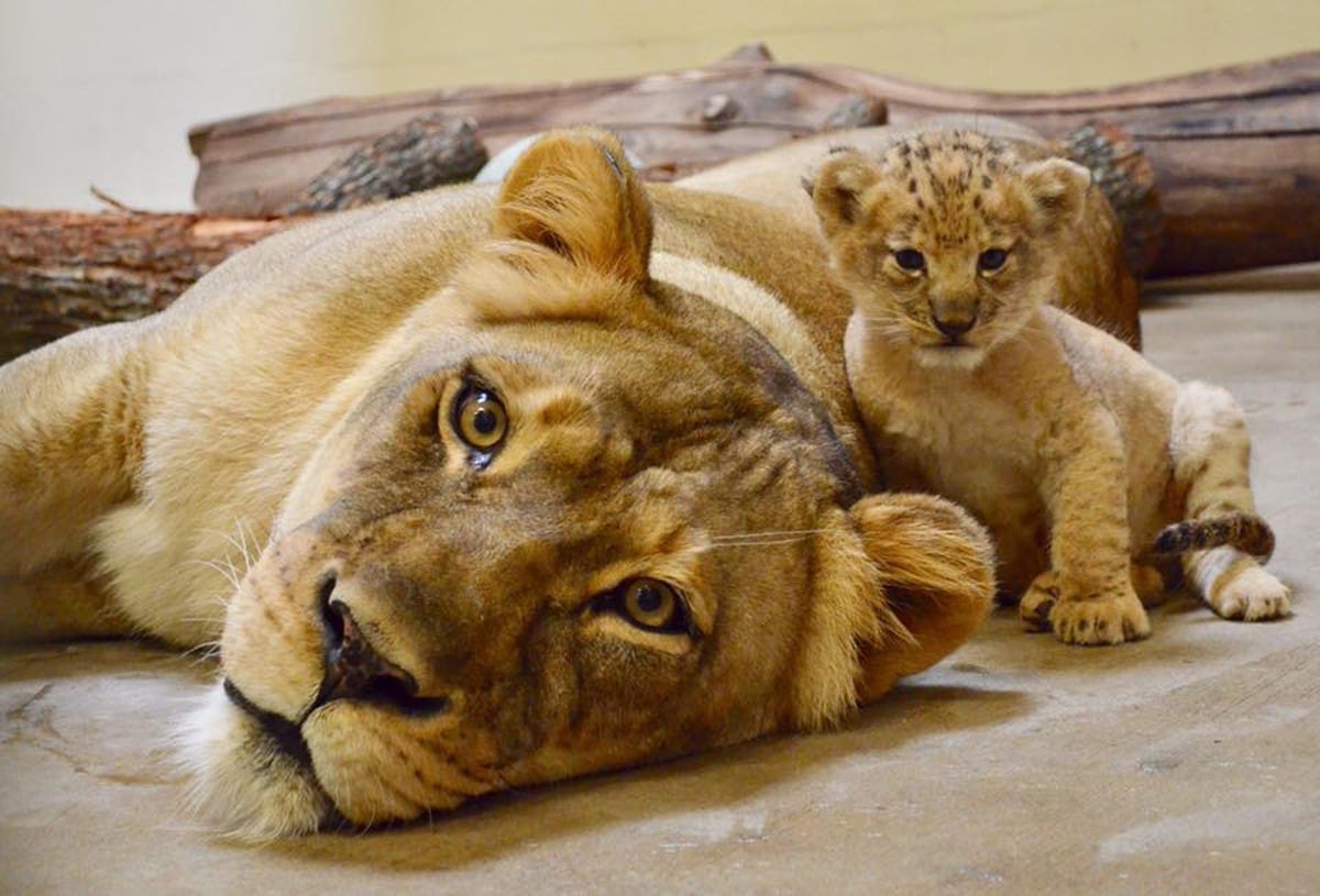 Disney’s Live-Action Simba Was Based on the Cutest Lion Cub Ever!
