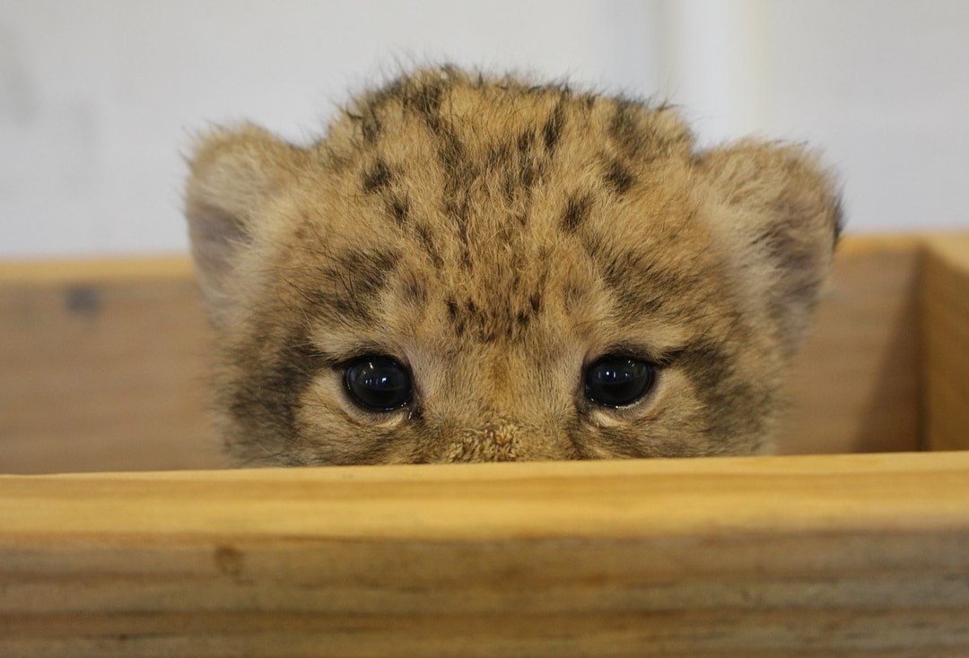 ≡ Disney's Live-Action Simba Was Based on the Cutest Lion Cub Ever ...