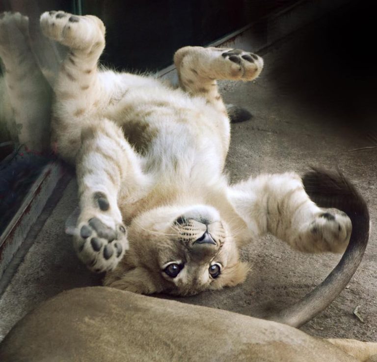 ≡ Disney's Live-Action Simba Was Based on the Cutest Lion Cub Ever ...