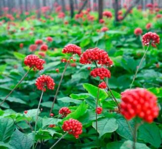 ≡ Top 7 Most Expensive Spices Brain Berries