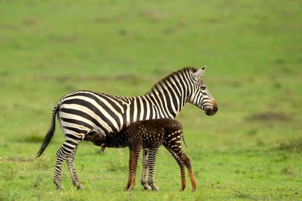 A Dotted Zebra?! What Sorcery Is This?