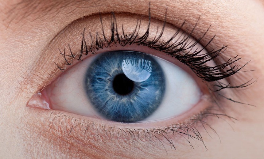 6 Interesting Facts About The Human Eye Brain Berries 6 Interesting Facts About The Human Eye Brain Berries