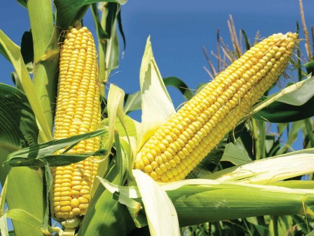 6 Common Genetically Modified Foods