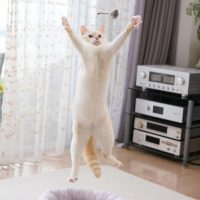 Japanese Dancing Cat Blew Up the Internet!