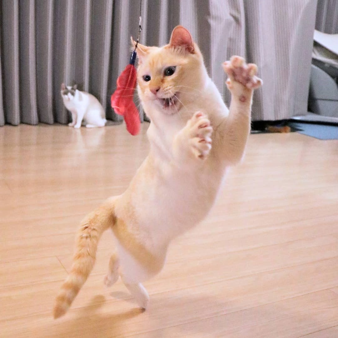 Japanese Dancing Cat Blew Up the Internet!