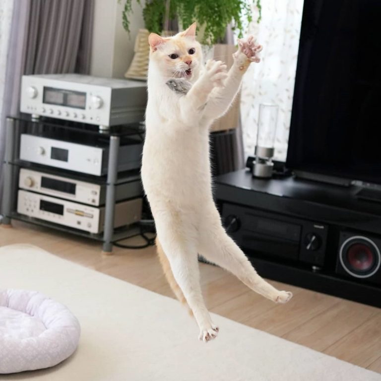 Japanese Dancing Cat Blew Up the Internet!