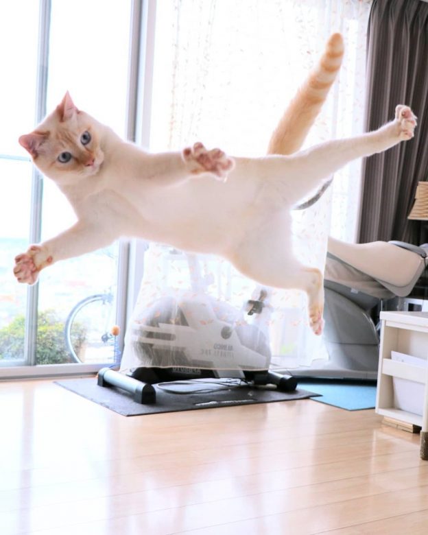 Japanese Dancing Cat Blew Up the Internet!