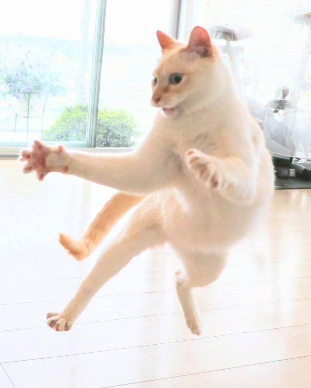 Japanese Dancing Cat Blew Up the Internet!