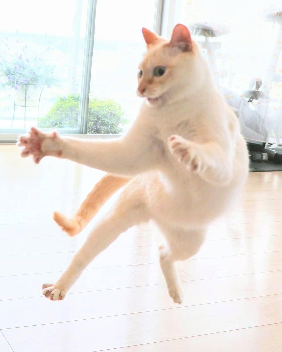 ≡ Japanese Dancing Cat Blew Up the Internet! Brain Berries