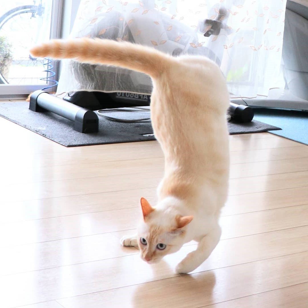Japanese Dancing Cat Blew Up the Internet!