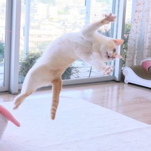 Japanese Dancing Cat Blew Up the Internet!