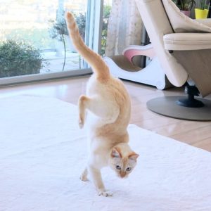 Japanese Dancing Cat Blew Up the Internet!