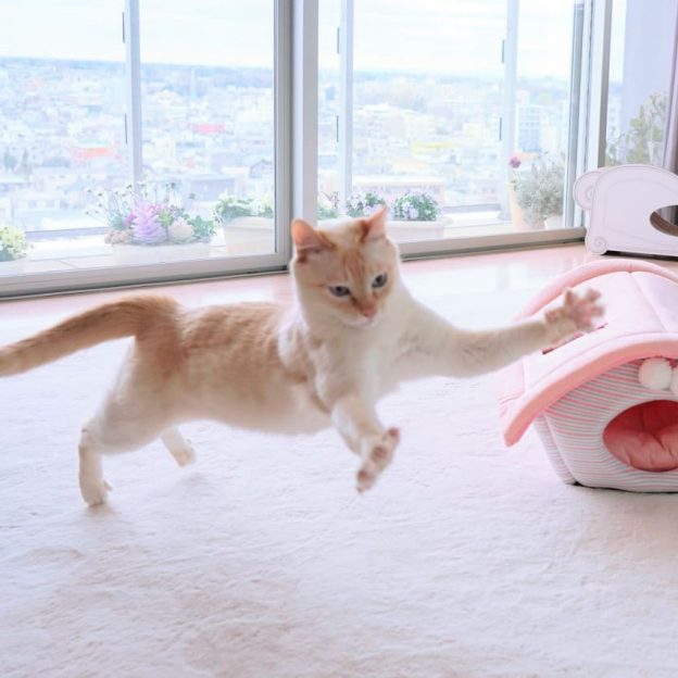 Japanese Dancing Cat Blew Up the Internet!