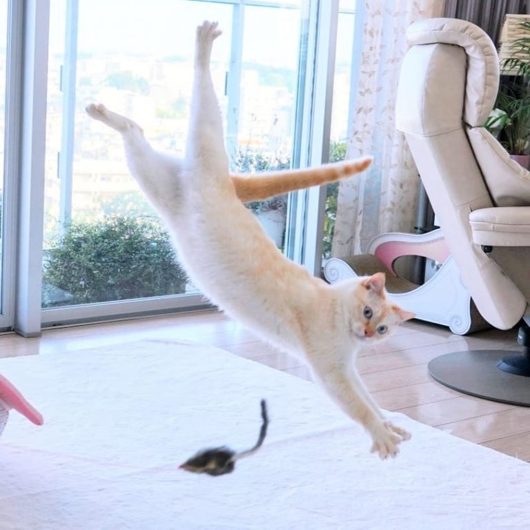 Japanese Dancing Cat Blew Up the Internet!