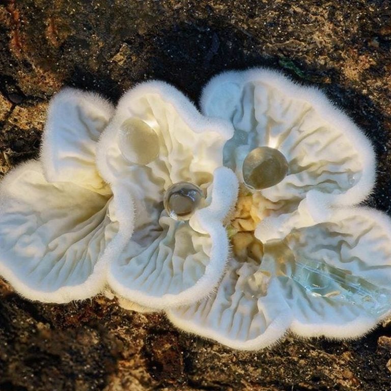 These Pictures of Mushrooms and Slime Molds Will Make You Appreciate Them