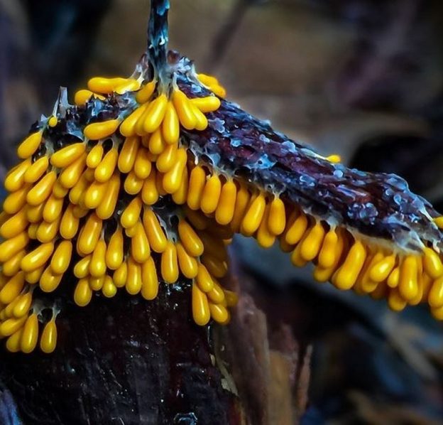 These Pictures of Mushrooms and Slime Molds Will Make You Appreciate Them